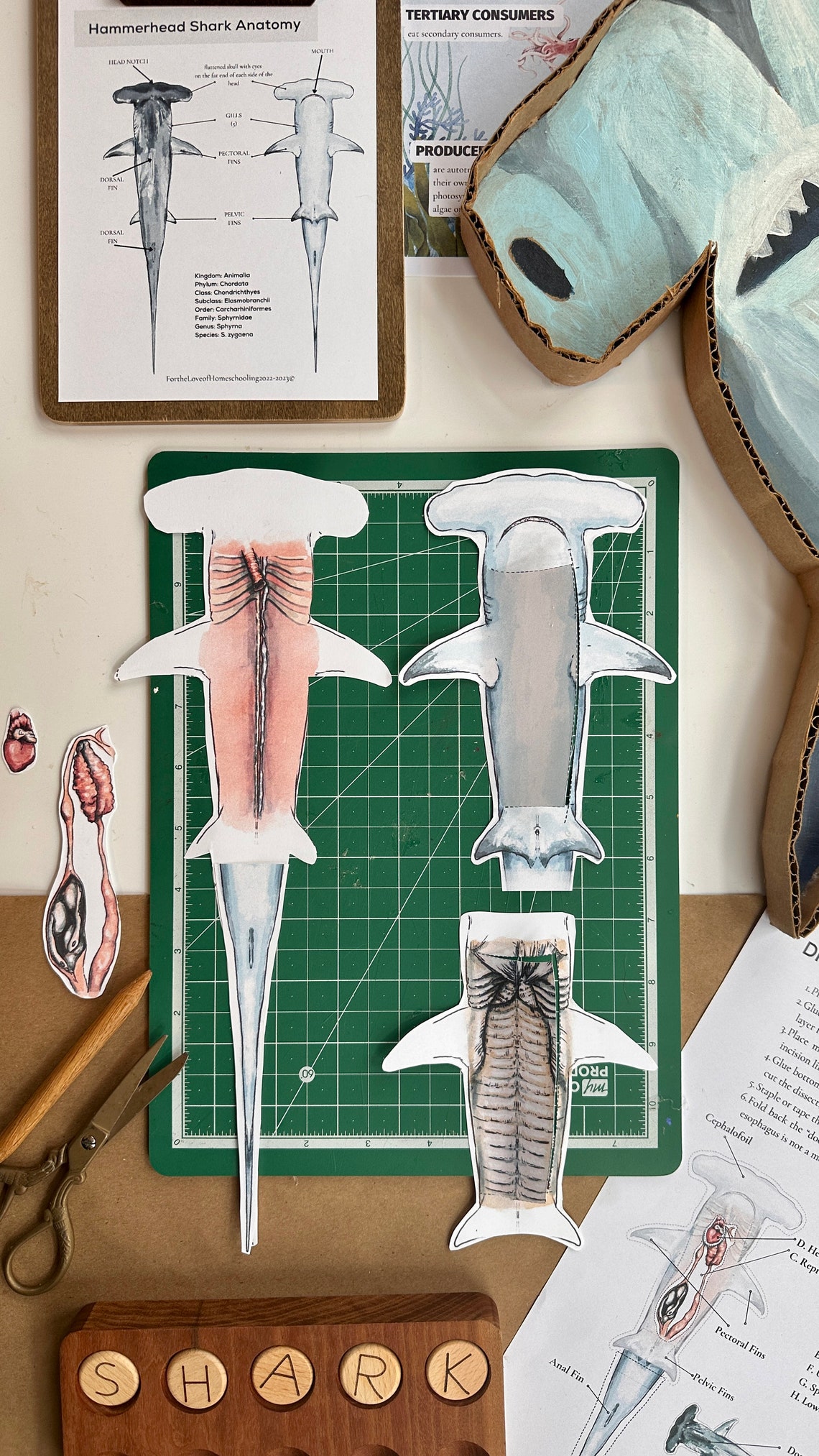 Hammerhead Shark Dissection - Etsy