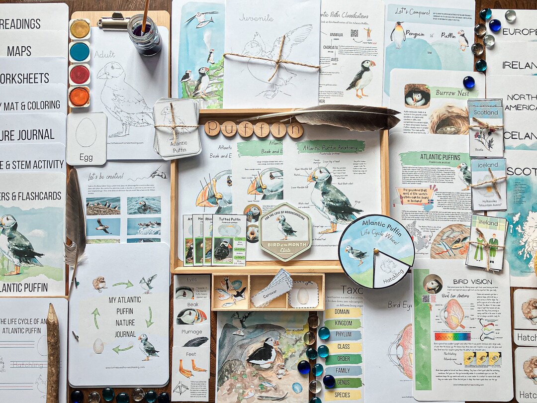 Atlantic Puffin Unit Study - Etsy