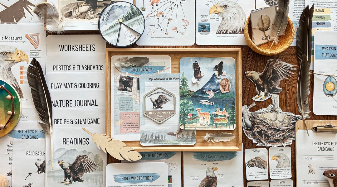 Bald Eagle Nature Study - Etsy