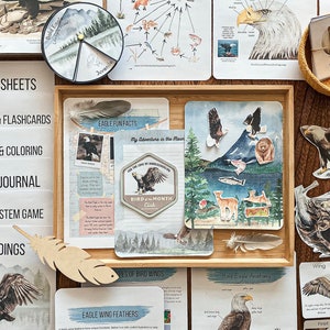 Bald Eagle Nature Study - Etsy