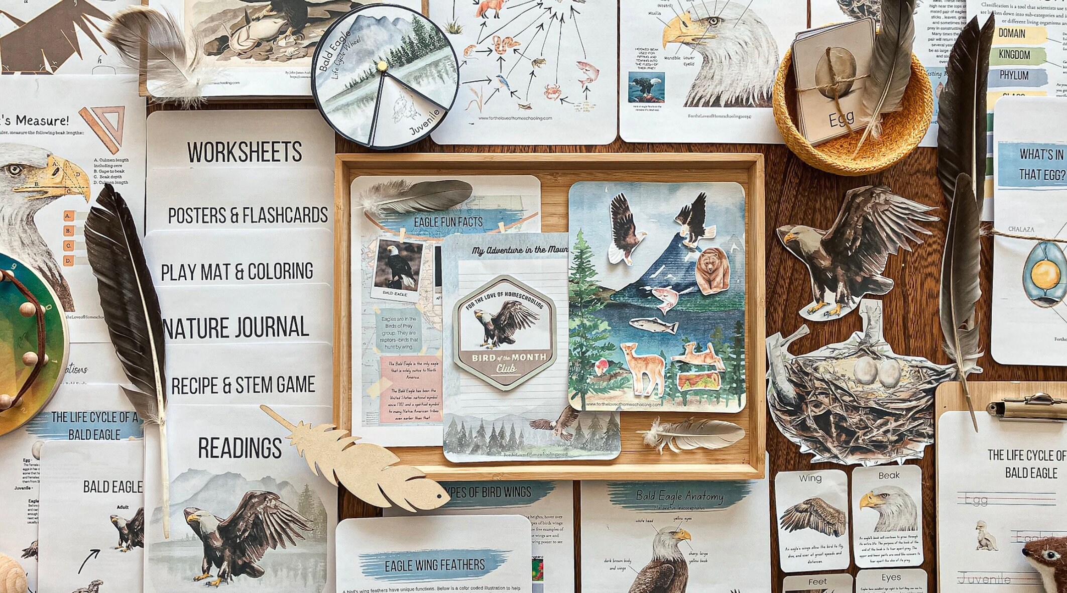 Bald Eagle Nature Study - Etsy