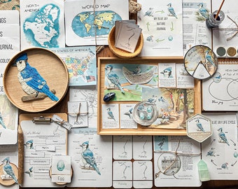 Blue Jay Learning Bundle | Nature Study | Mini Unit | Home School ...
