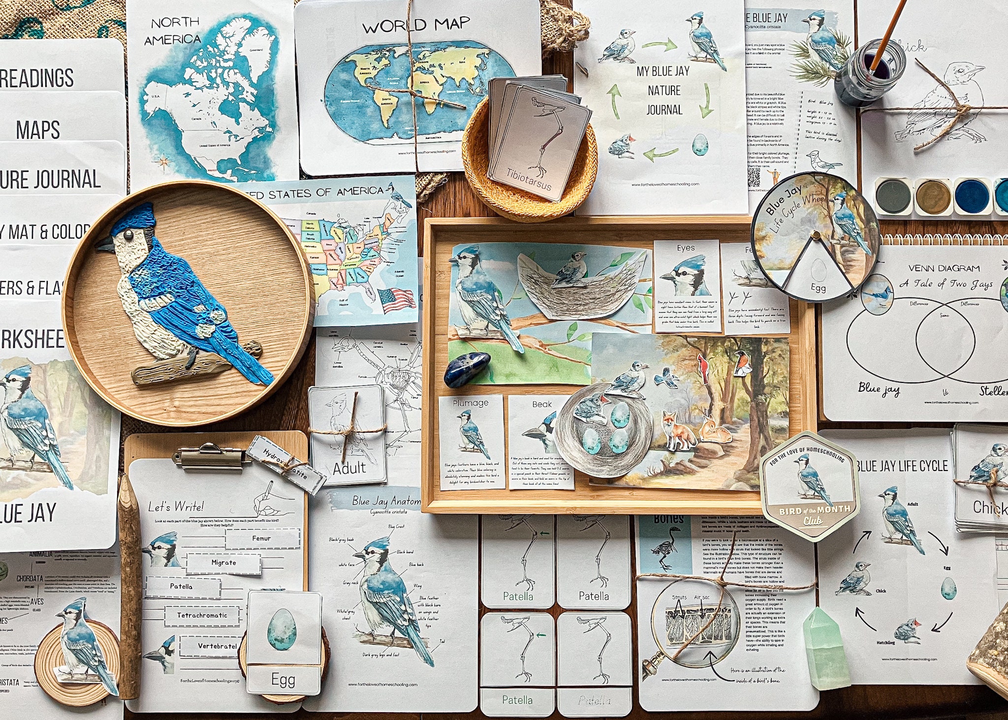 Blue Jay Unit Study - Etsy