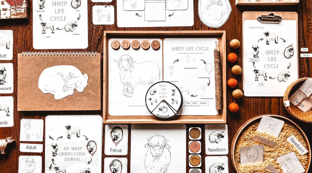 Sheep Life Cycle Nature Study - Etsy