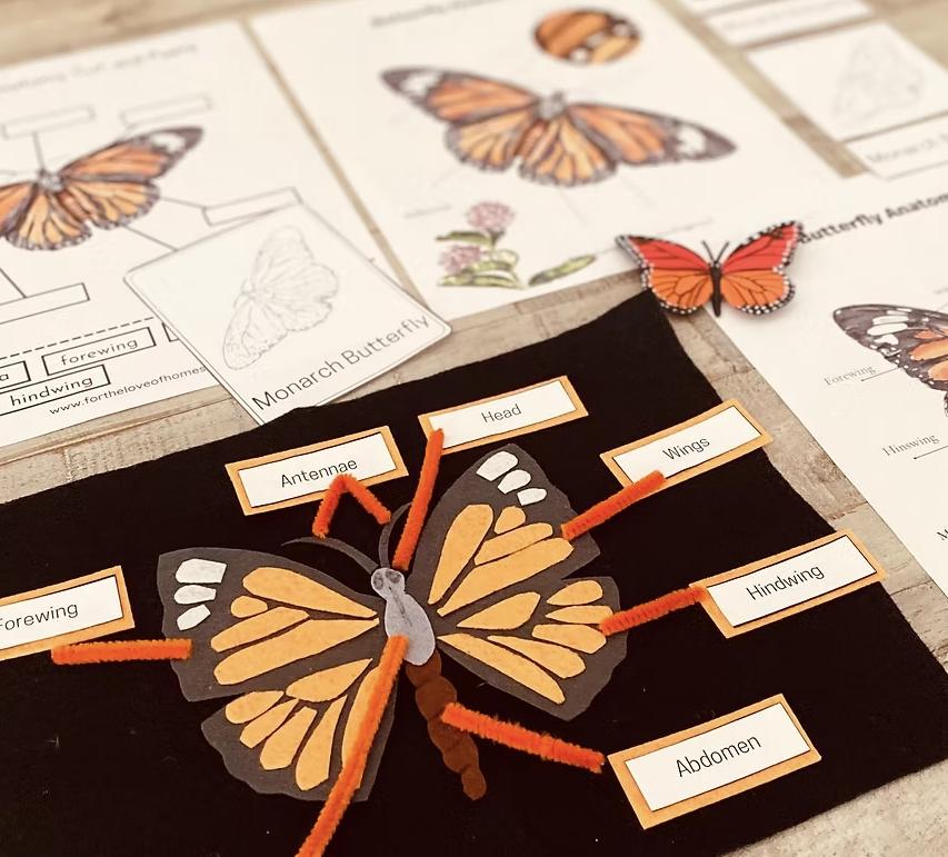 Butterfly Felt Anatomy Pack - Etsy
