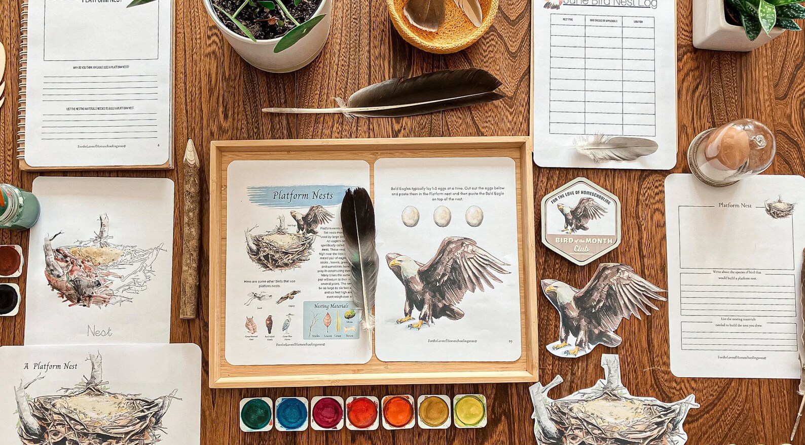 Bald Eagle Nature Study - Etsy