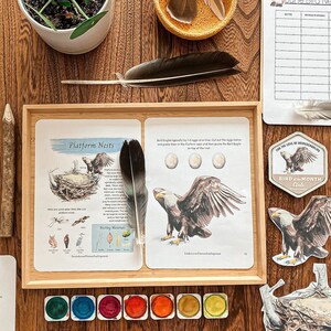 Bald Eagle Nature Study - Etsy