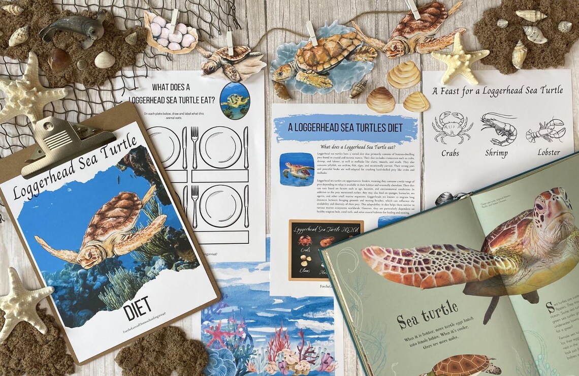 Loggerhead Sea Turtle Nature Study - Etsy