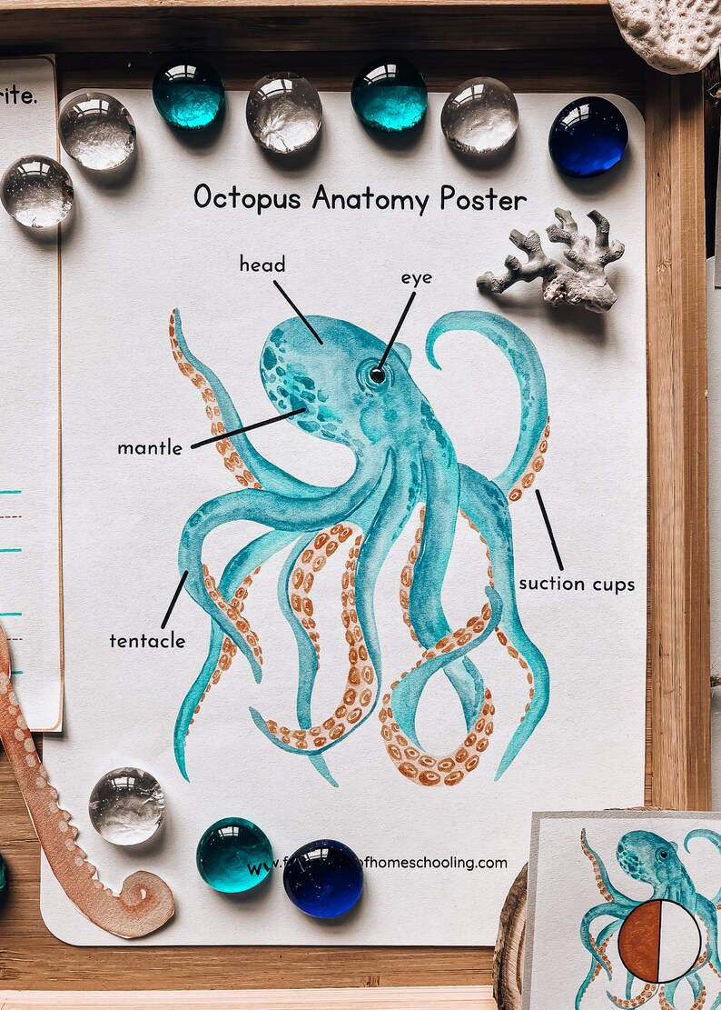 O is for Octopus Early Learning Pack - Etsy
