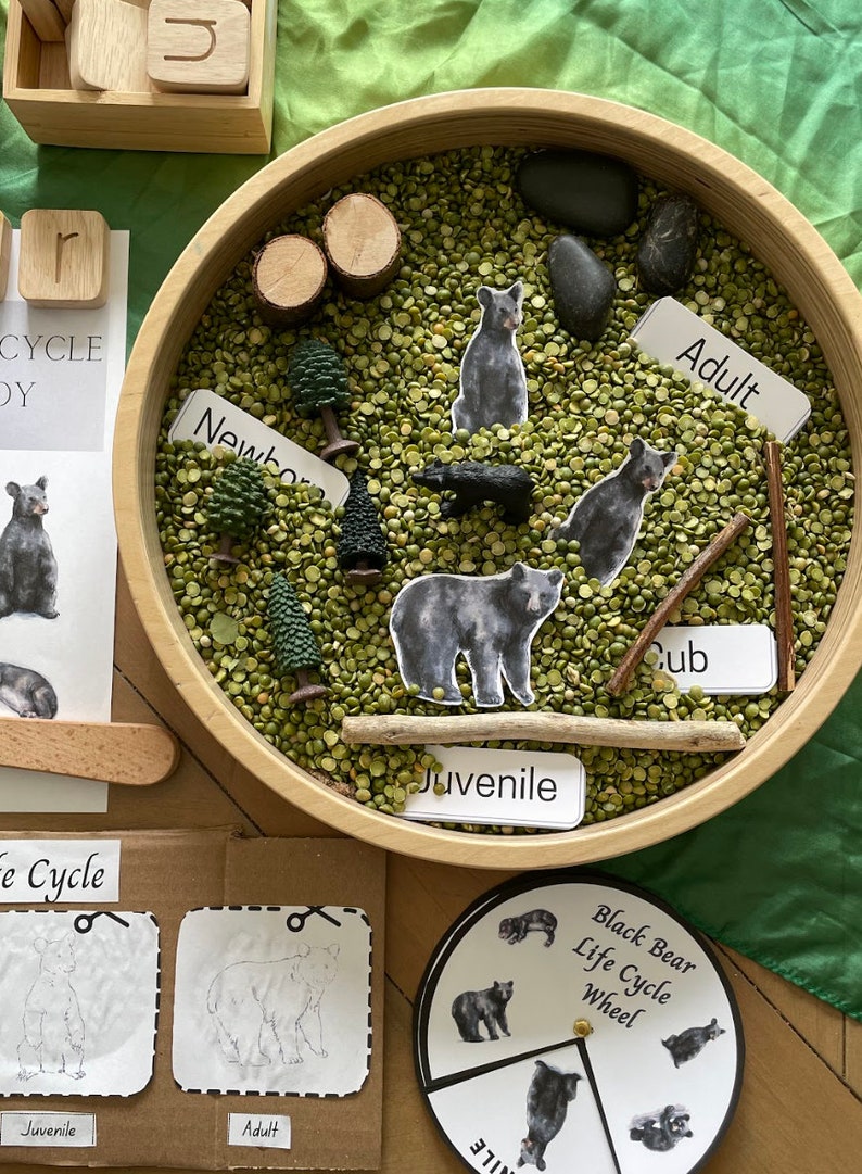 Black Bear Life Cycle Nature Study - Etsy