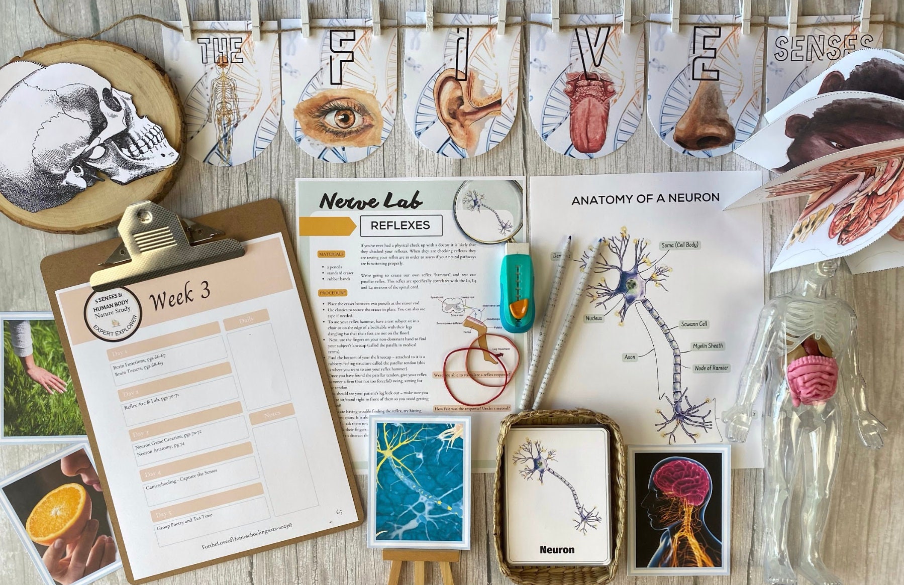 The Nervous System and the 5 Senses Nature Study - Etsy