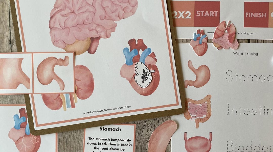 Human Body Mini Bundle - Etsy