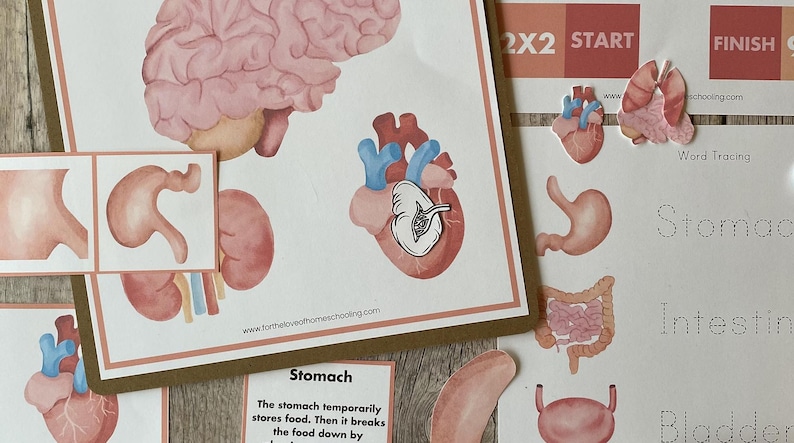 Human Body Mini Bundle - Etsy