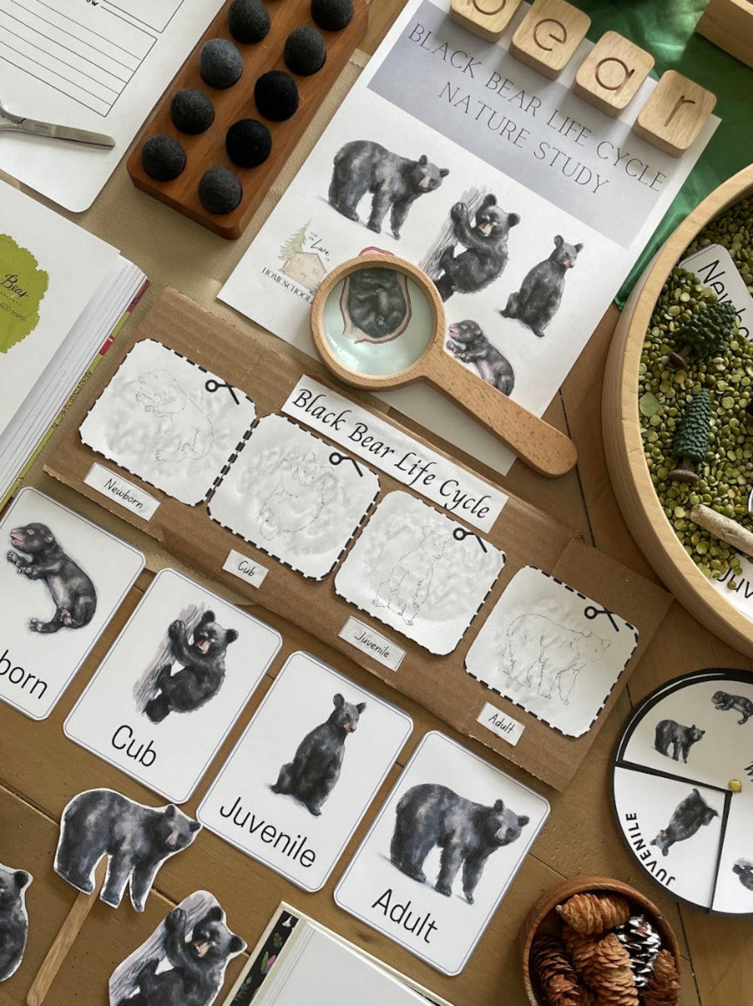 Black Bear Life Cycle Nature Study - Etsy