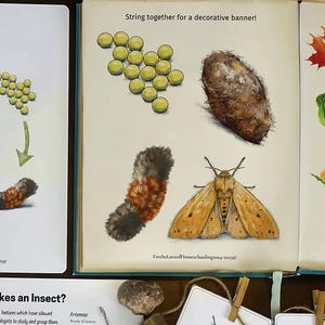 Woolly Bear Caterpillar Nature Study - Etsy