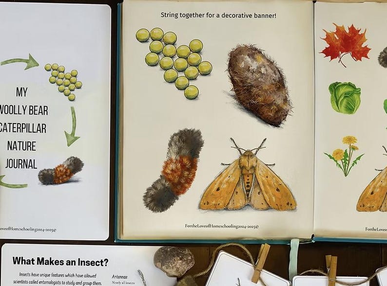 Woolly Bear Caterpillar Nature Study - Etsy