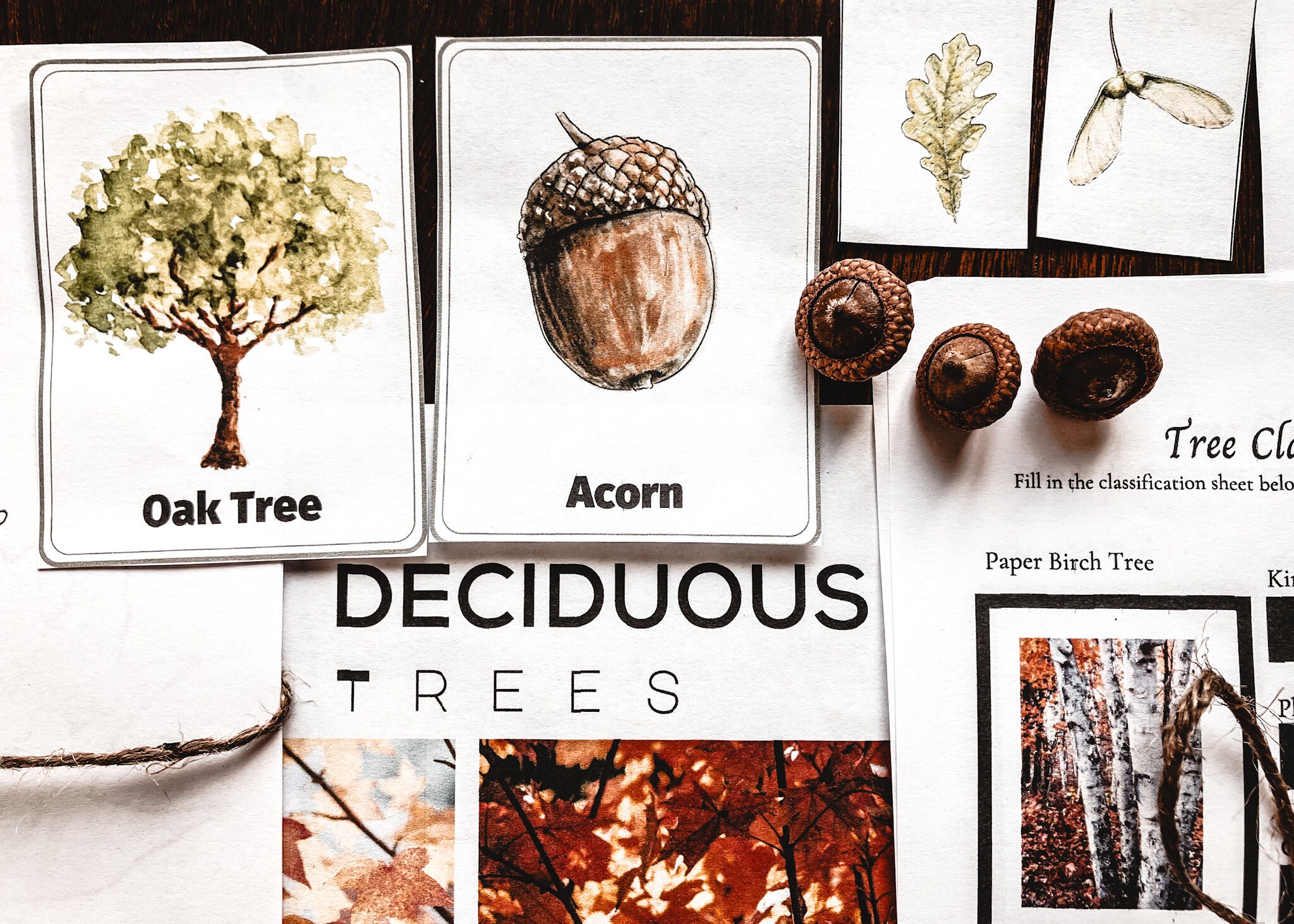 Trees and Leaves Learning Pack - Etsy