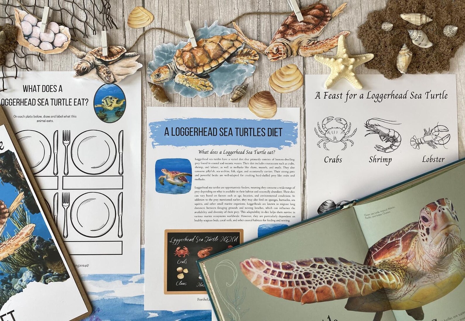 Loggerhead Sea Turtle Nature Study - Etsy