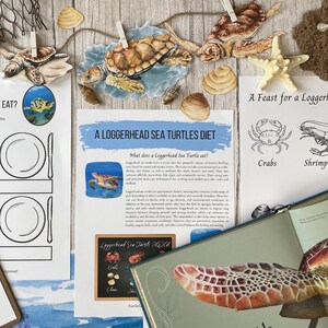 Loggerhead Sea Turtle Nature Study - Etsy