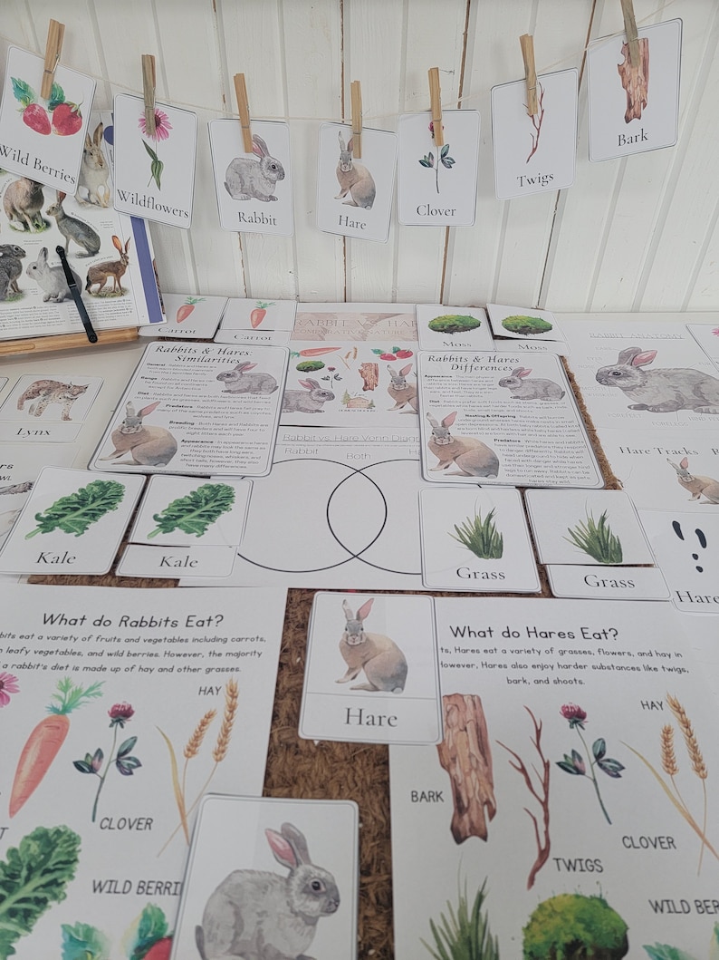 Rabbit Vs. Hare A Comparative Nature Study - Etsy