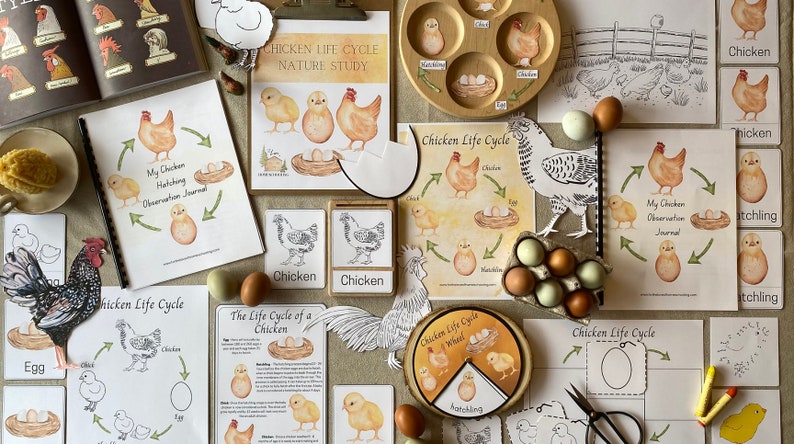 Chicken Life Cycle Nature Study - Etsy