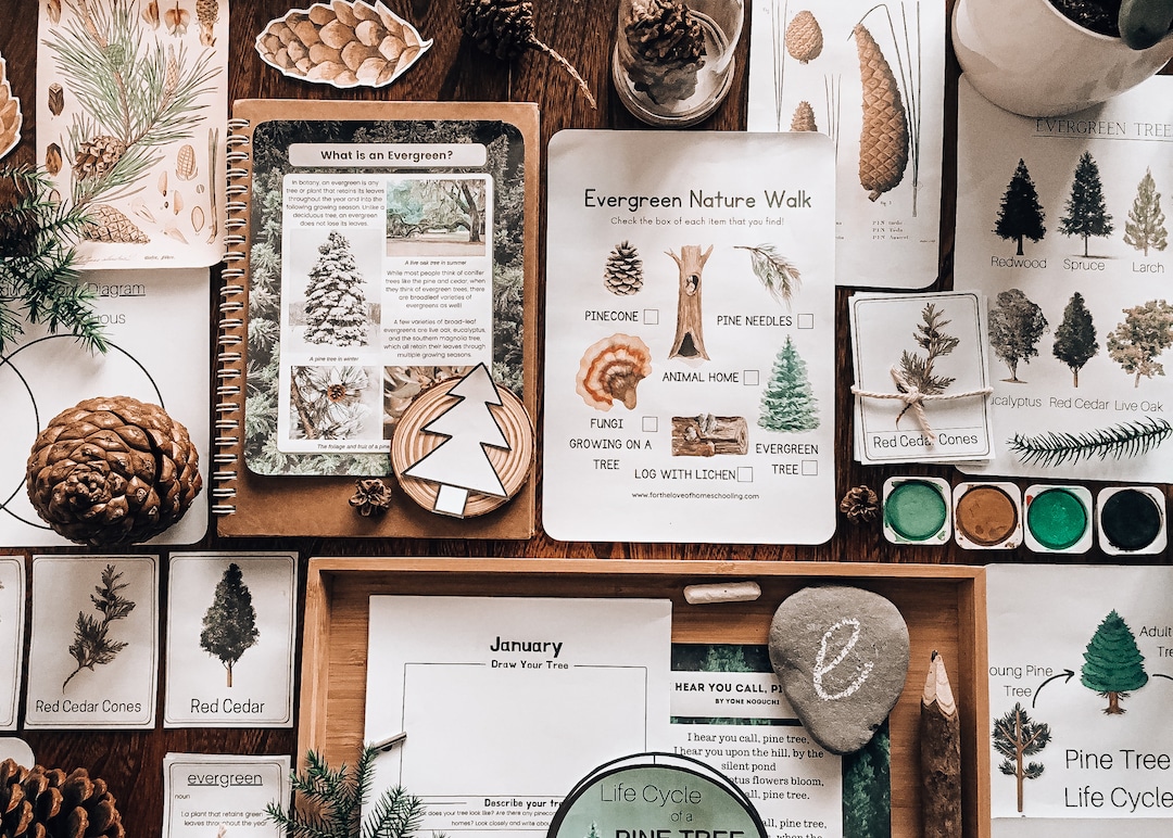 Evergreen Nature Study - Etsy