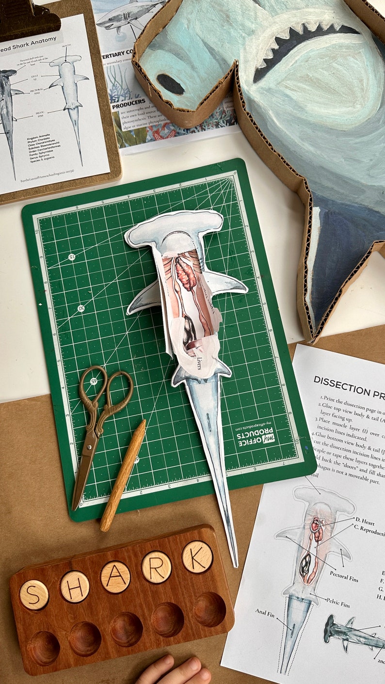 Hammerhead Shark Dissection - Etsy