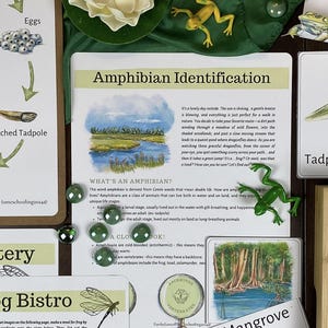 Frogs & Toads A Comparative Nature Study - Etsy