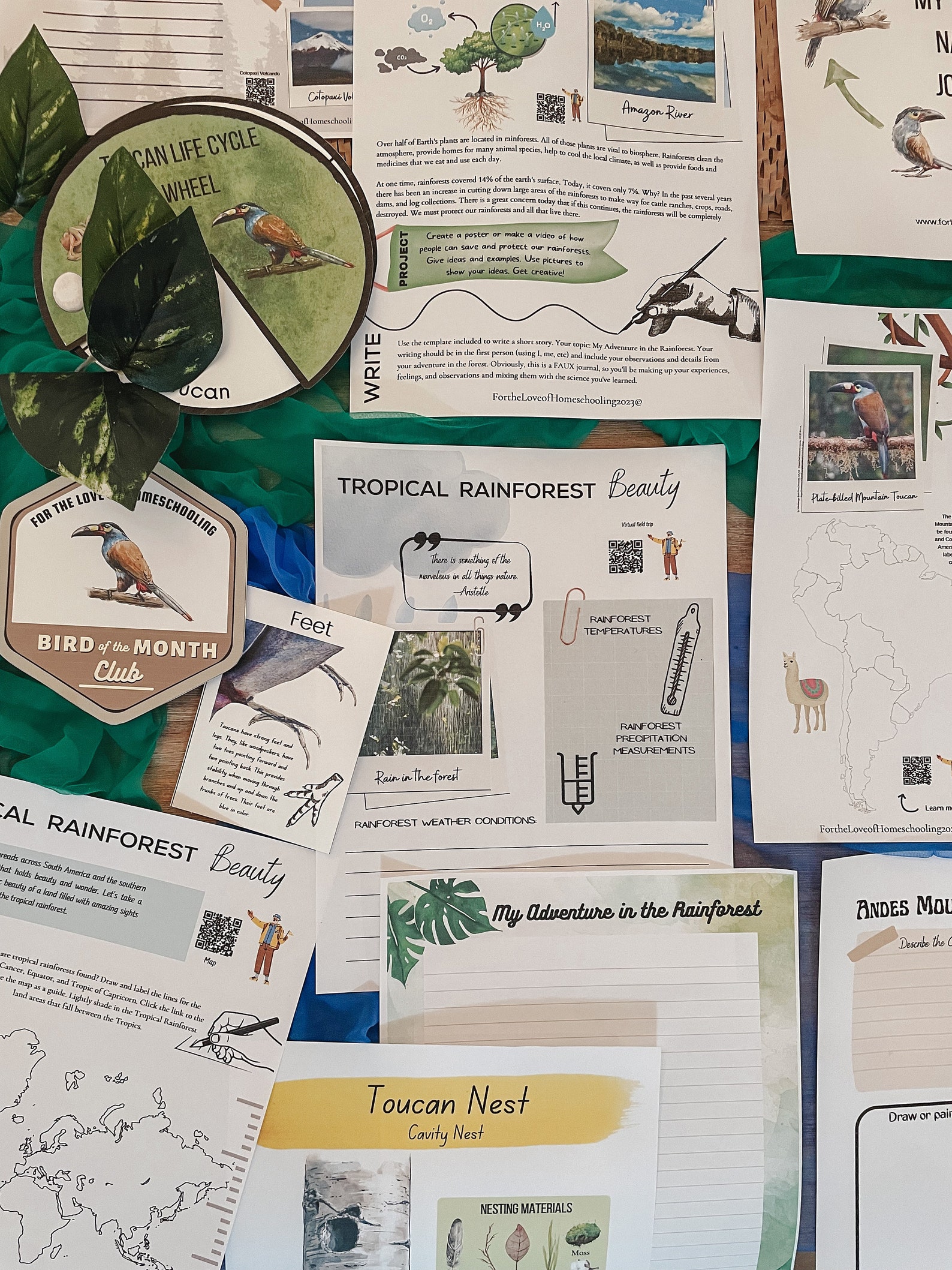 Plate-billed Mountain Toucan Nature Study - Etsy