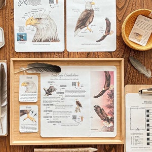 Bald Eagle Nature Study - Etsy