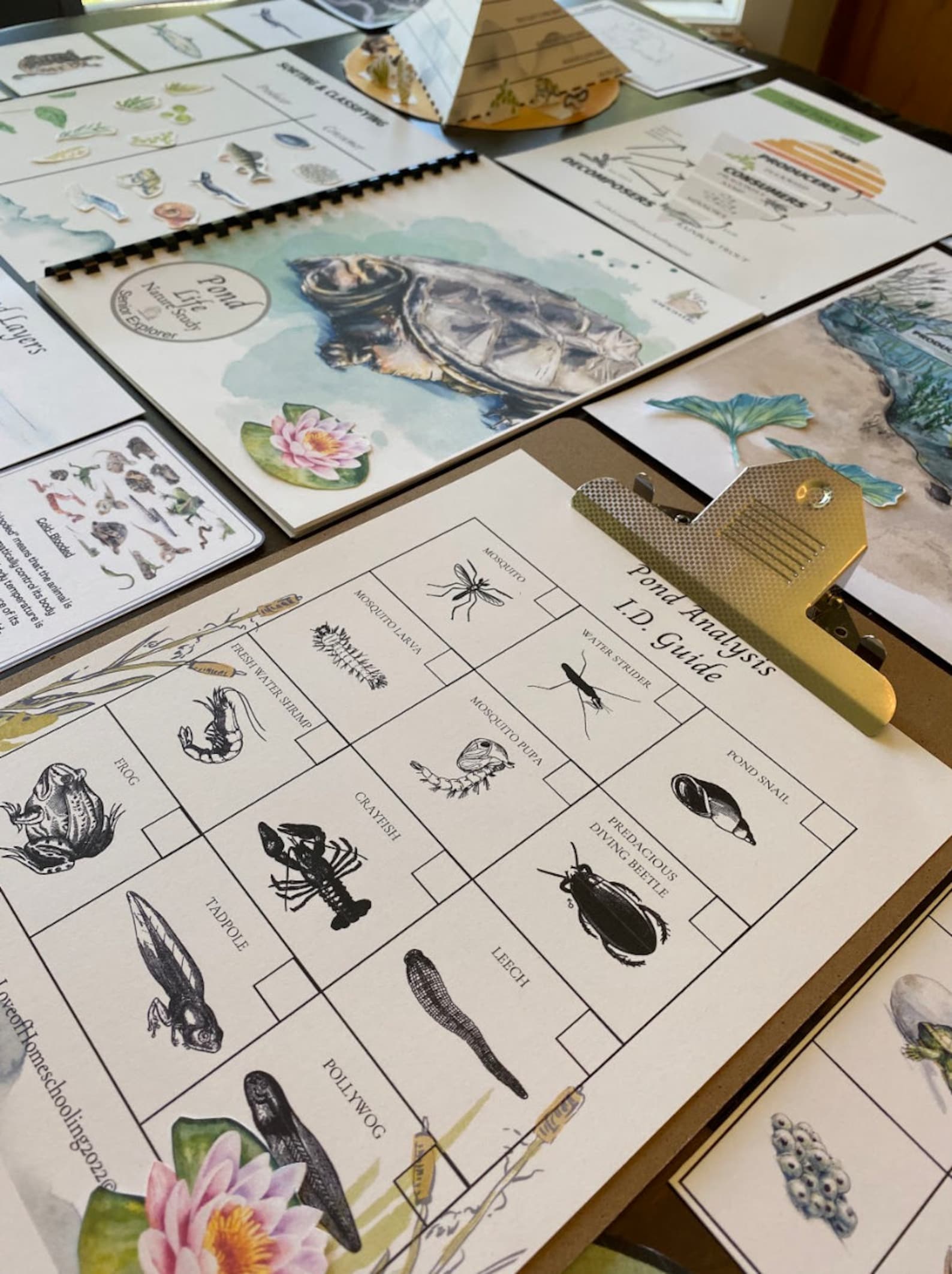 Pond Life Nature Study Unit - Etsy