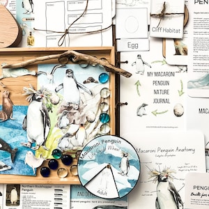 Macaroni Penguin Unit Study - Etsy