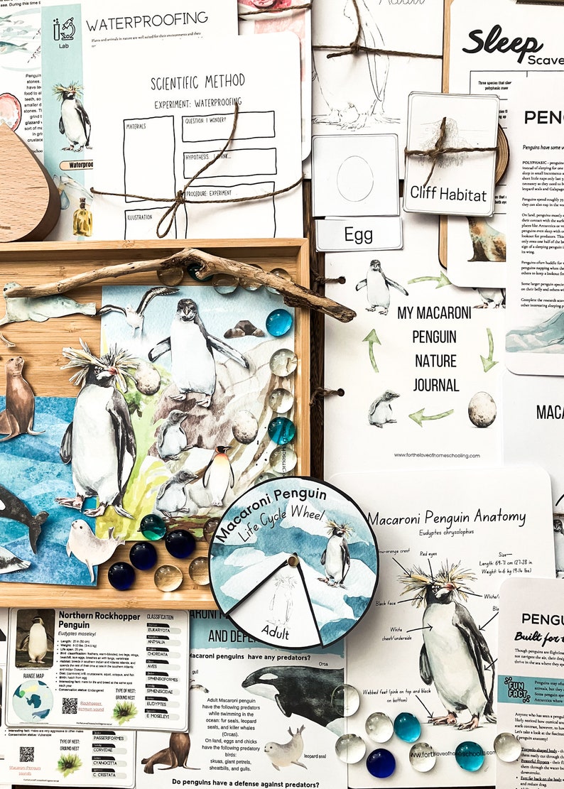 Macaroni Penguin Unit Study - Etsy