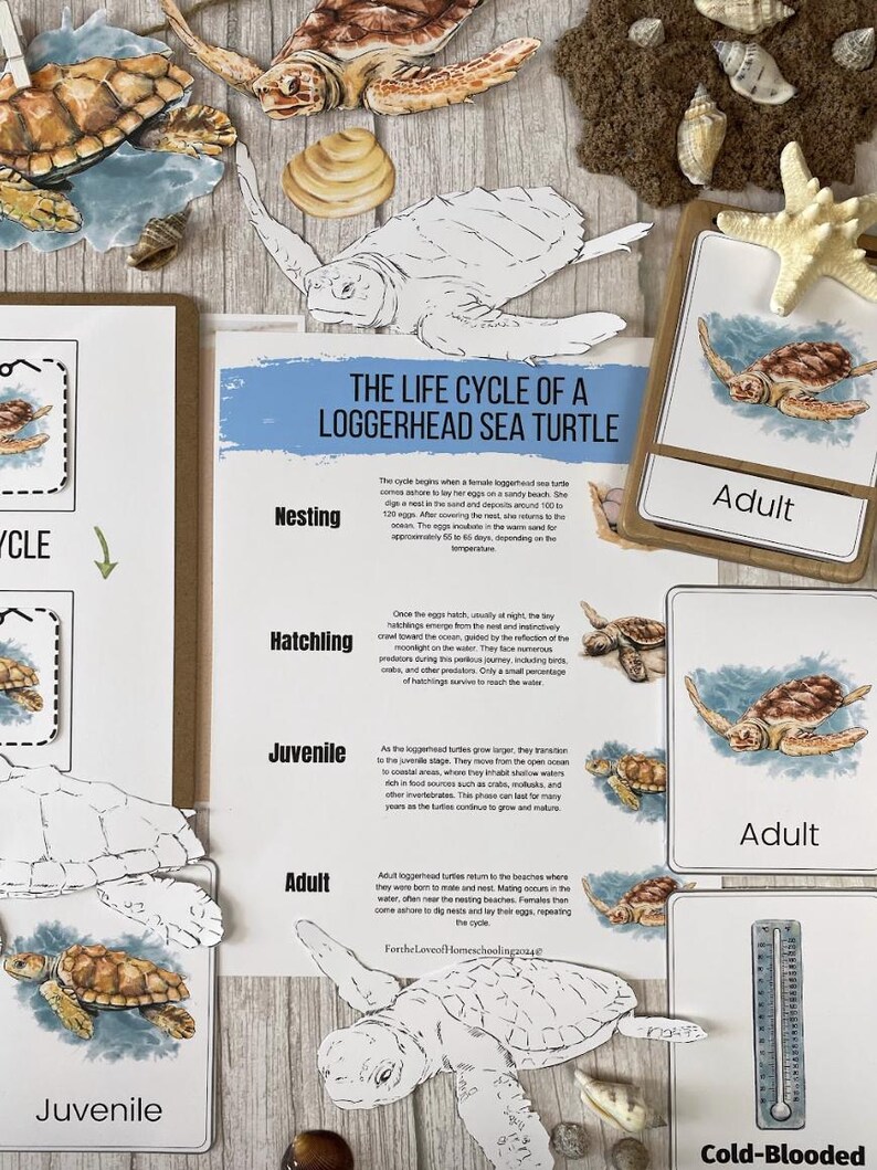 Loggerhead Sea Turtle Nature Study - Etsy