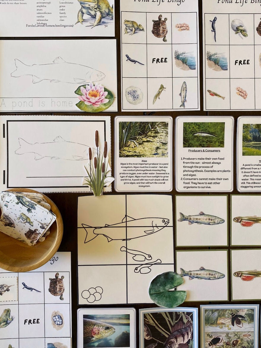 Pond Life Nature Study Unit - Etsy