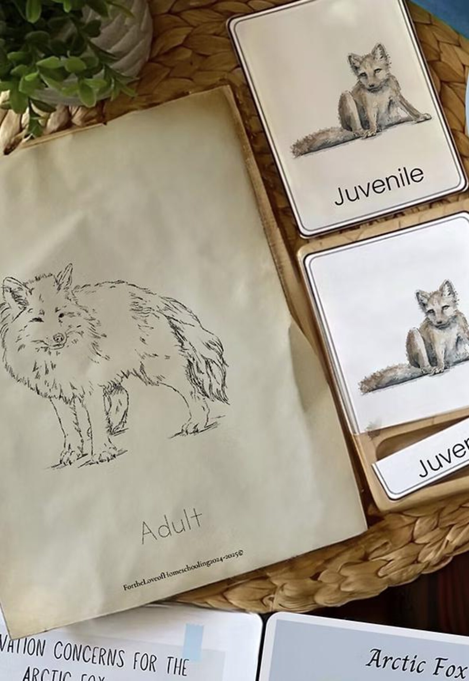 Arctic Fox Nature Study - Etsy