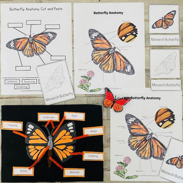 Butterfly Anatomy - Etsy