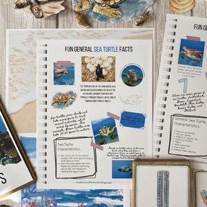 Loggerhead Sea Turtle Nature Study - Etsy