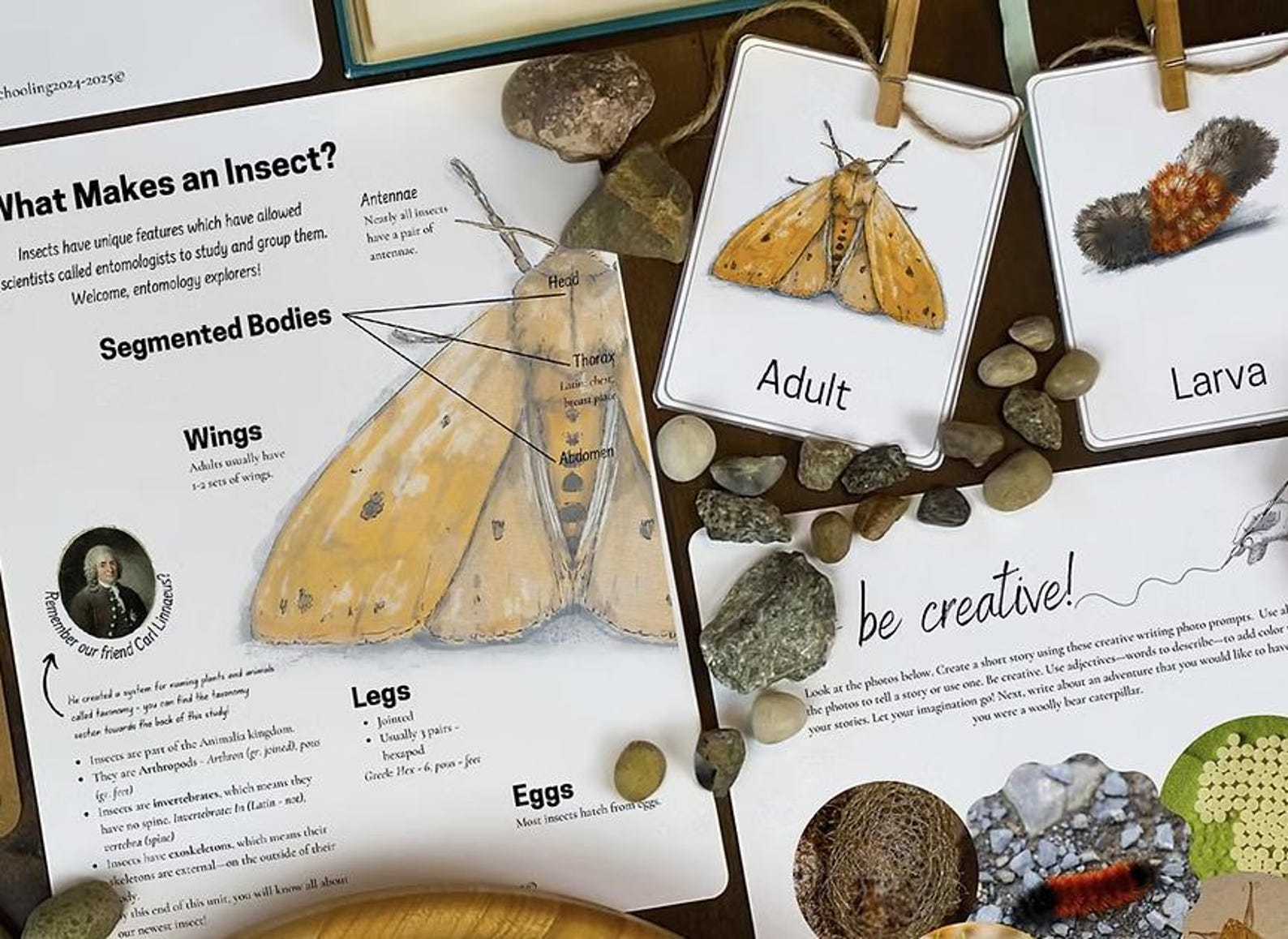 Woolly Bear Caterpillar Nature Study - Etsy