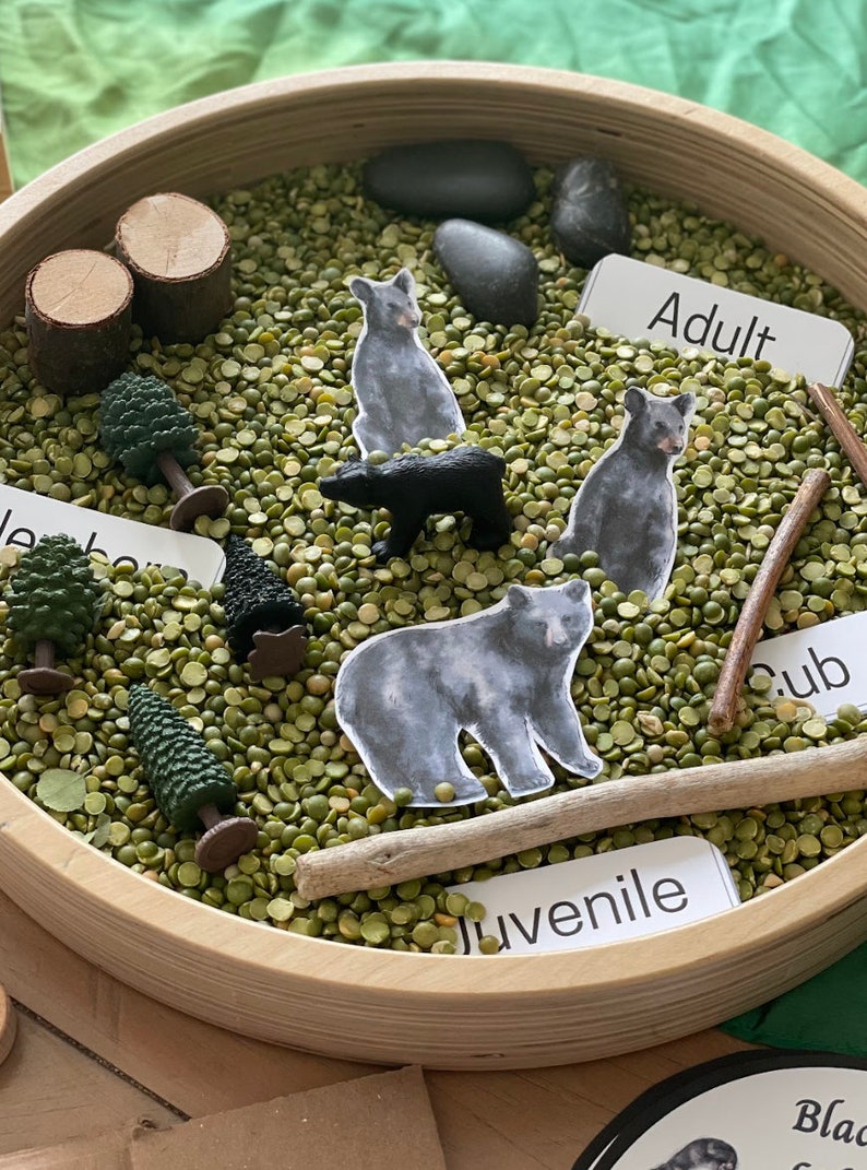 Black Bear Life Cycle Nature Study - Etsy