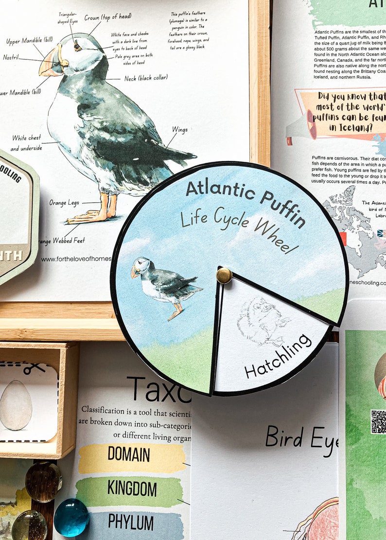 Atlantic Puffin Unit Study - Etsy