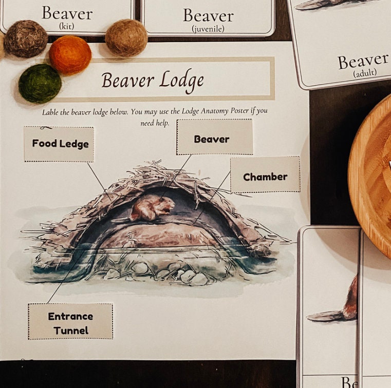 Engineering in Nature: Beaver Lodge Building - Etsy