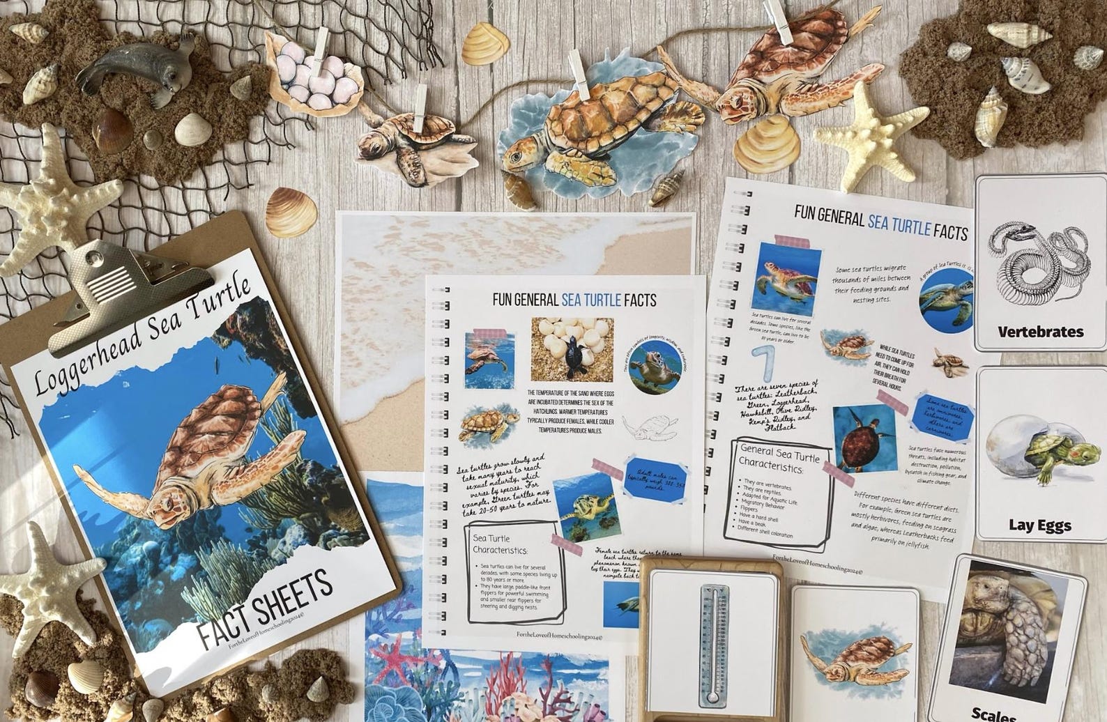 Loggerhead Sea Turtle Nature Study - Etsy