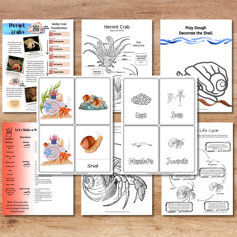 Hermit Crab Learning Pack - Etsy