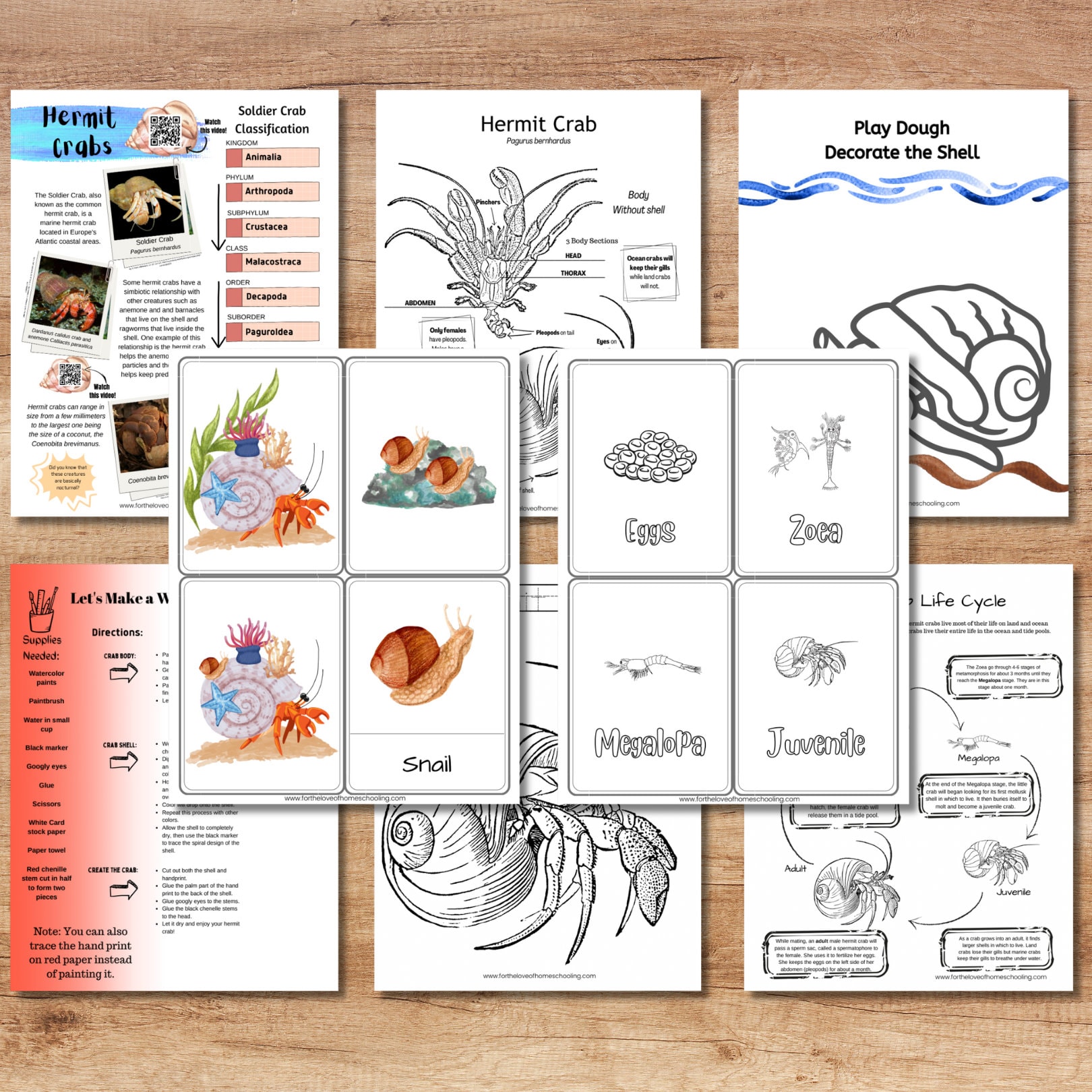 Hermit Crab Learning Pack - Etsy
