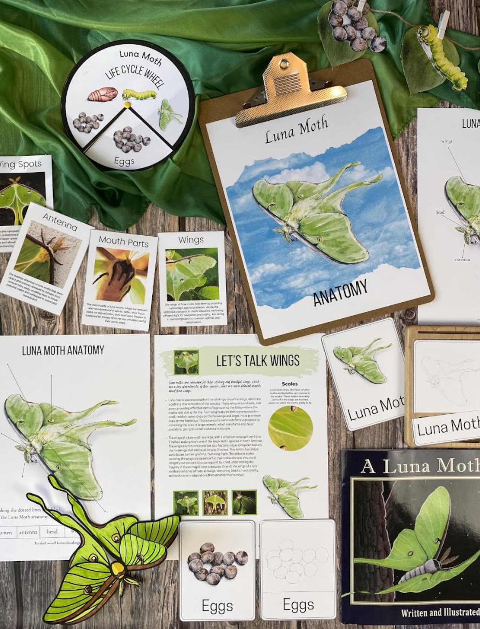 Luna Moth Unit Study - Etsy