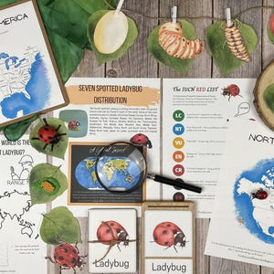Seven Spotted Ladybug Unit Study - Etsy