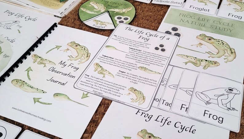 Frog Life Cycle Nature Study - Etsy