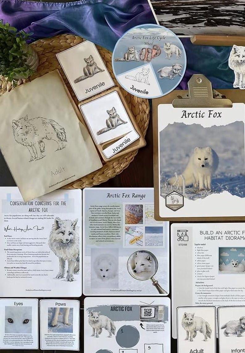 Arctic Fox Nature Study - Etsy