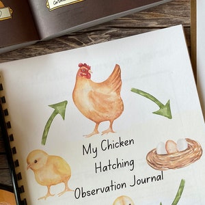 Chicken Life Cycle Nature Study - Etsy